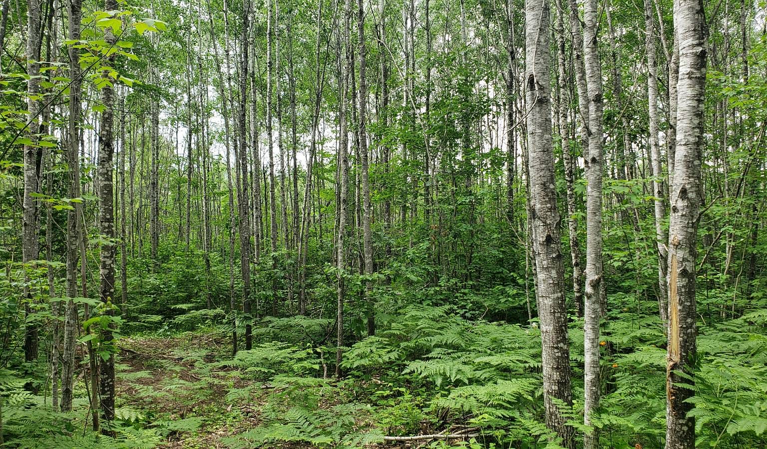 606 Burrows Lake Rd, Tomahawk, WI 54487 | MLS #11473421 | Zillow