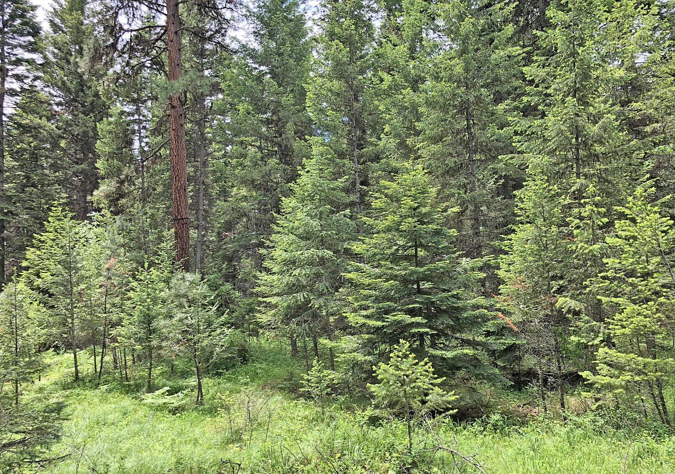 21505 Conifer Dr, Huson, MT 59846 | Zillow