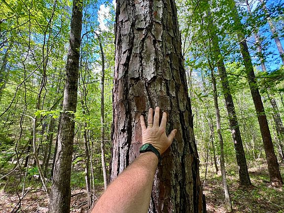 0 Woods Trl, Sweet Water, AL 36782 | Zillow