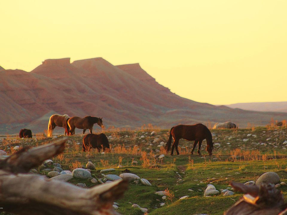 Paint Rock Canyon Rnch, Hyattville, WY 82428 | Zillow