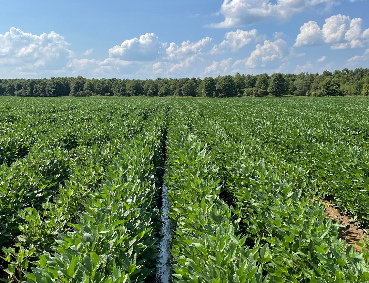 Straight Bayou Rd, Anguilla, MS 38721 | MLS #4088163 | Zillow