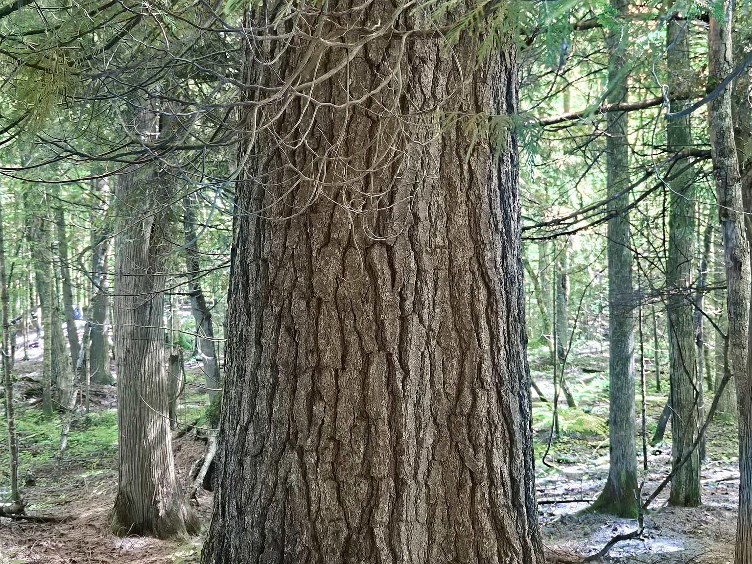 9693 N Blue Rd LOT 171, Nisula, MI 49952 | MLS #50181052 | Zillow