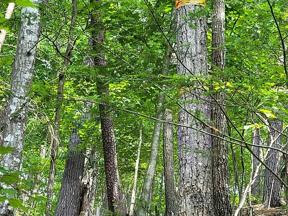 Tbd German River Rd, Criders, VA 22820 | Zillow