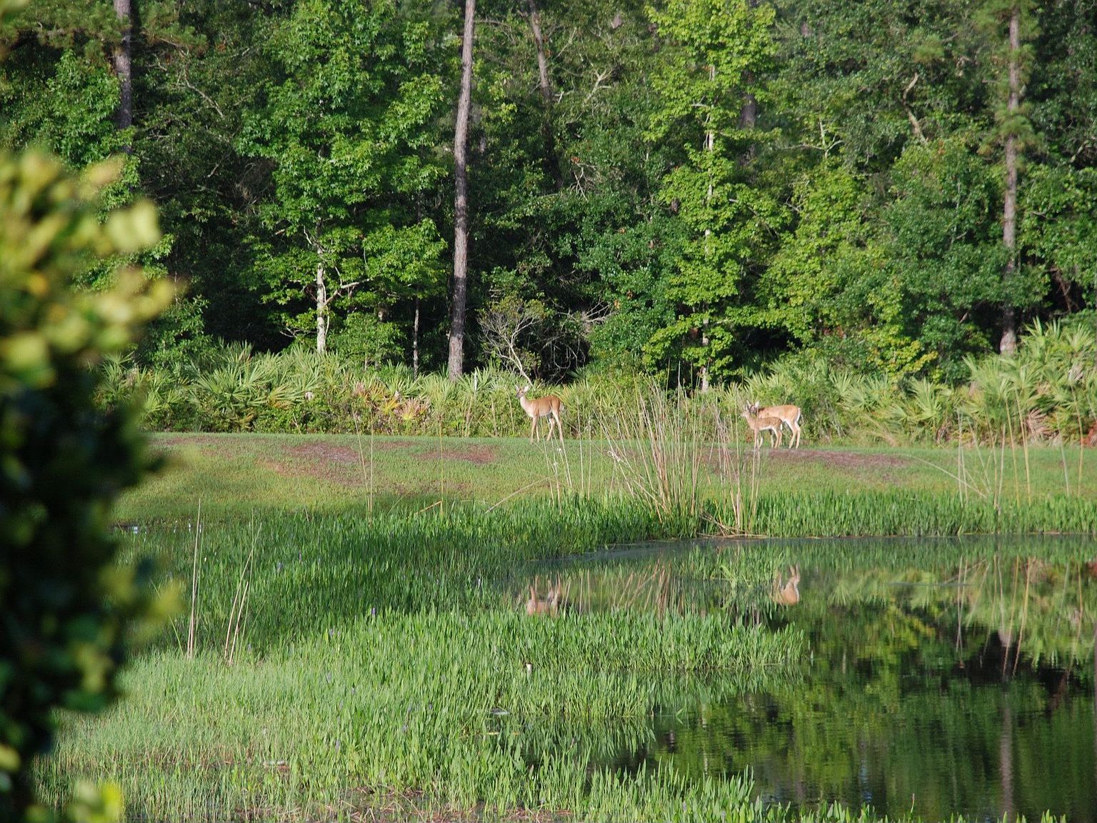 1555 Maidencane Loop, Oviedo, FL 32765 | Zillow