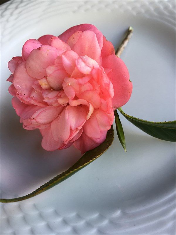 11-3907 Old Volcano Rd, Volcano, HI 96785 | Zillow