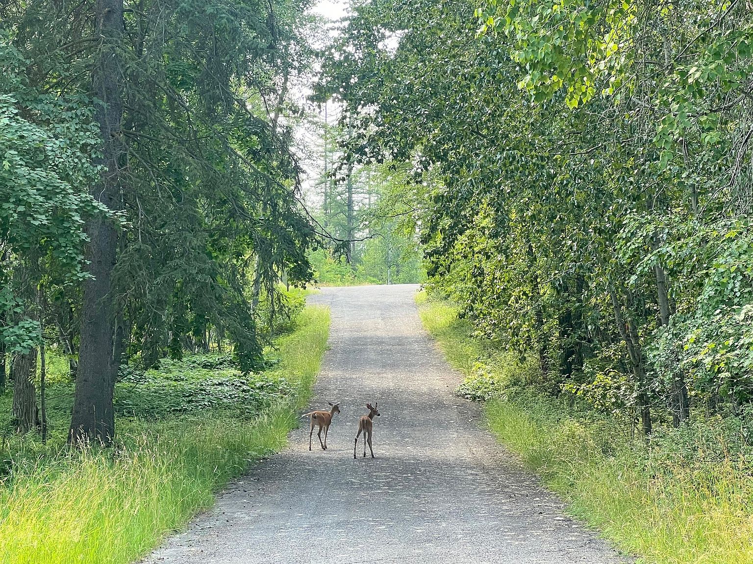 500 Reservoir Rd, Whitefish, MT 59937 | MLS #30030786 | Zillow