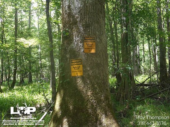 0 Castor Plunge Rd, Woodworth, LA 71485 | MLS #11084027 | Zillow