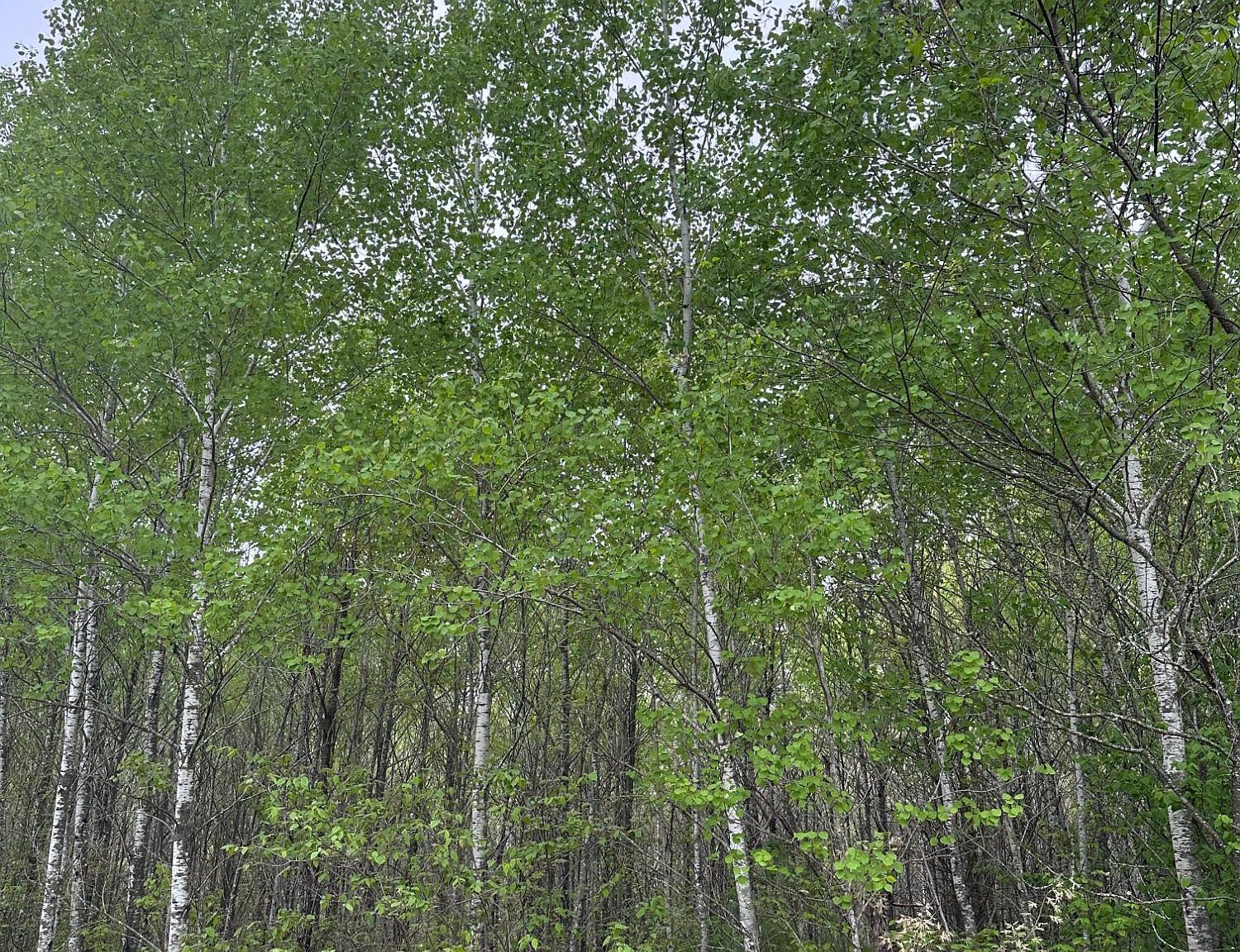 Burrows Lake Rd LOT 7, Tomahawk, WI 54487 | MLS #207537 | Zillow