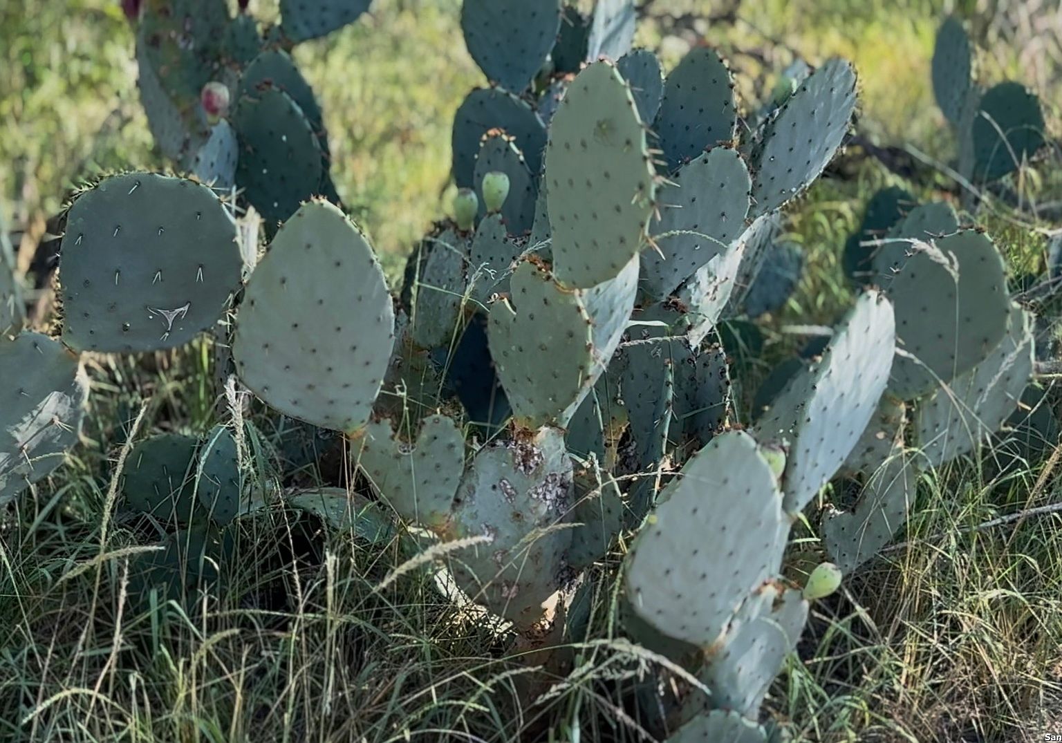 1098 Valero Rd, Big Wells, TX 78830 | MLS #1813186 | Zillow