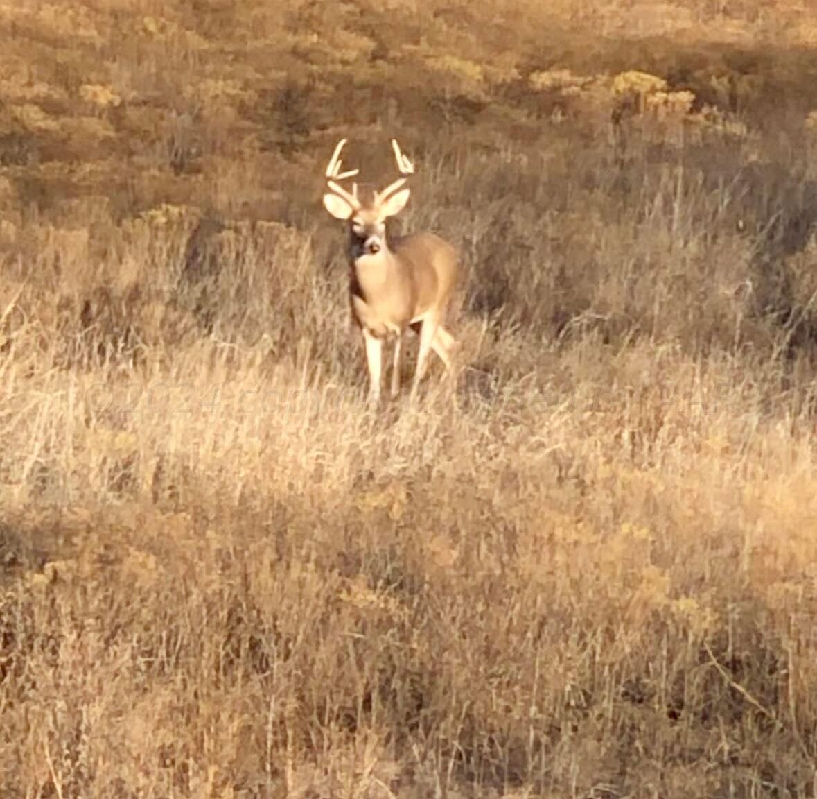 County Road 12, Shamrock, TX 79079 | MLS #24-1012 | Zillow