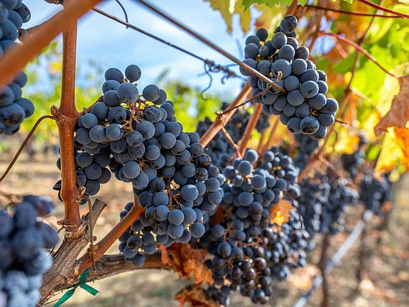 3800 Jameson Canyon Road, Napa, CA 94558 | MLS #325083956 | Zillow