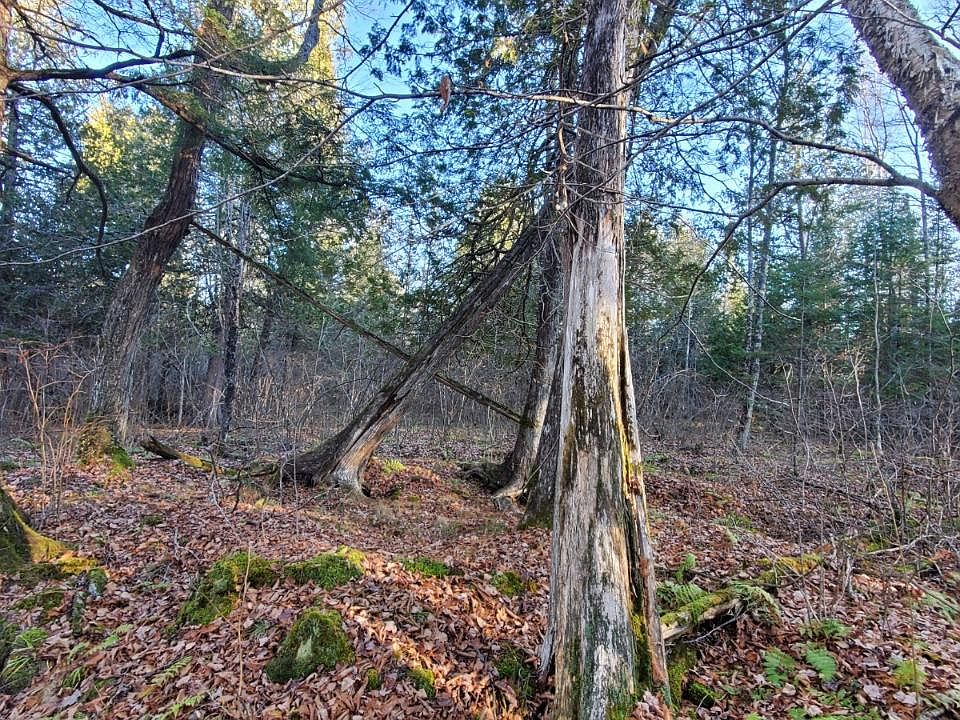 Nelson Landing Rd, Three Lakes, WI 54562 | Zillow