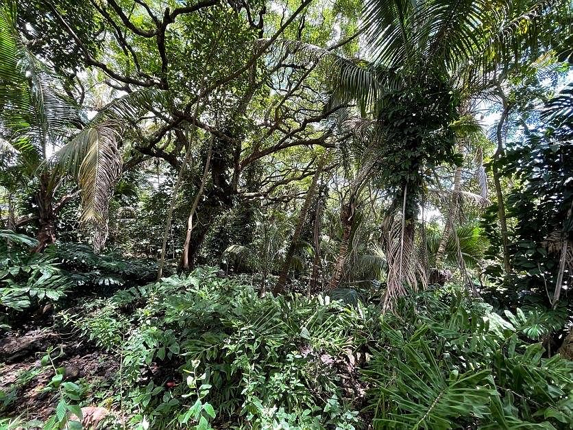 19 Lovell Subd Rd, Pahoa, HI 96778 | MLS #704286 | Zillow