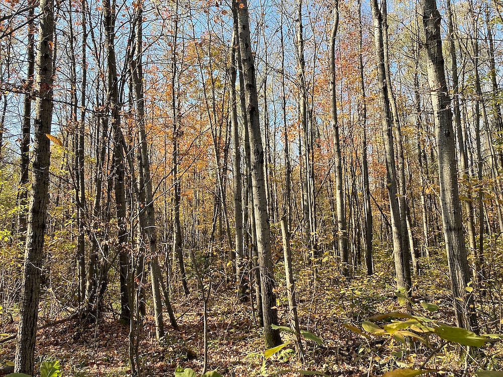 N Pratt Road And Lloyd Creek Rd, Gleason, WI 54435 | Zillow