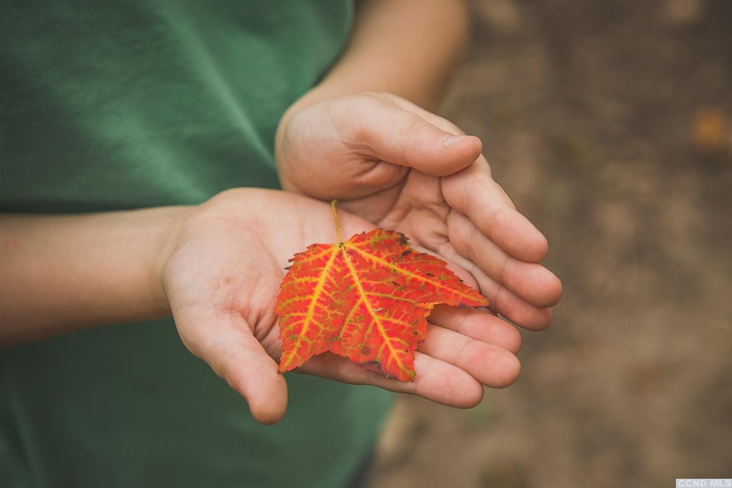 87 Ashley Hill Rd, Brainard, NY 12024 | Zillow