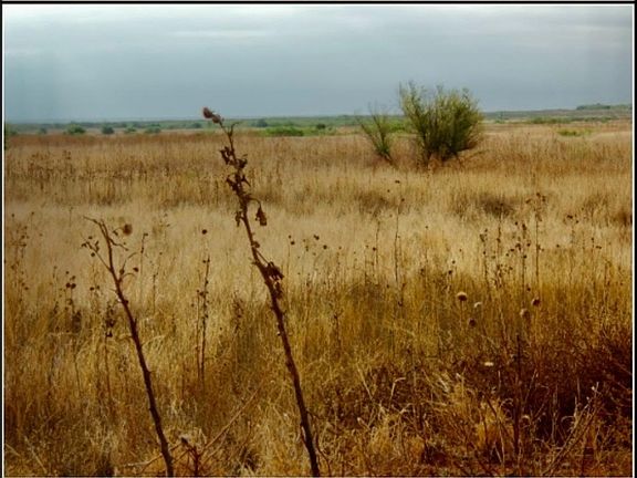 1 County Road 121, Flomot, TX 79234 | MLS #202316126 | Zillow