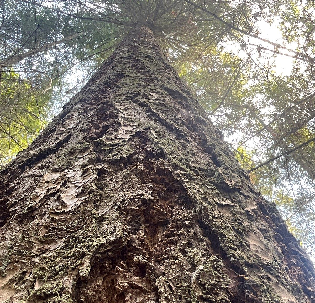 16815 224 Avenue Ct E, Orting, WA 98360 | MLS #2142999 | Zillow