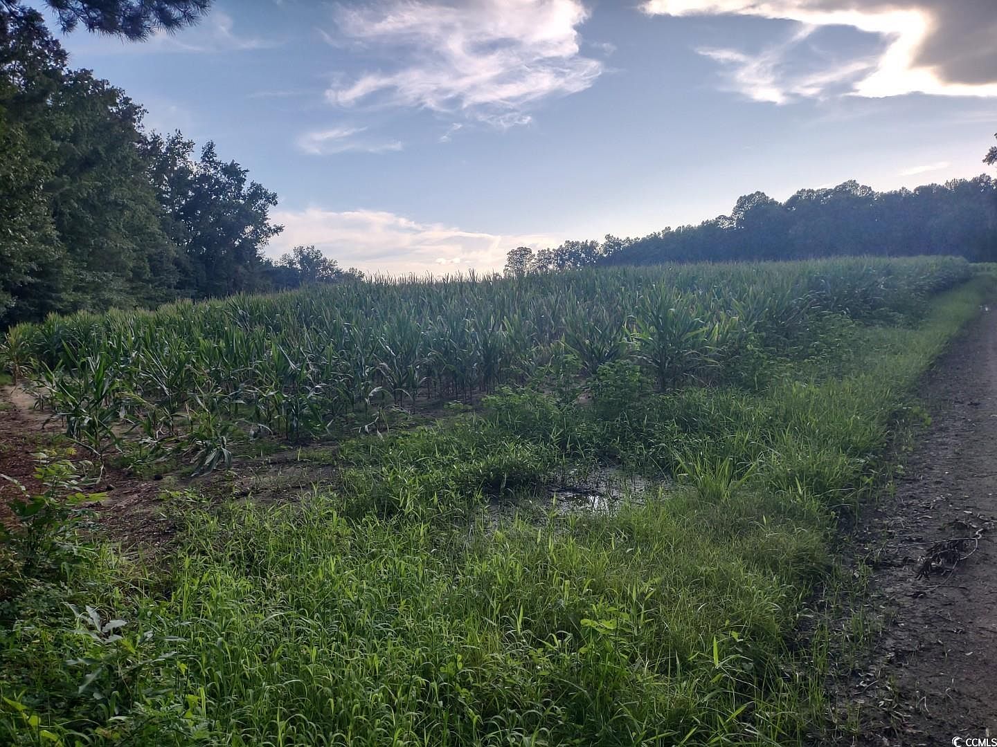 TBD Beaver Rd., Hemingway, SC 29554 | Zillow