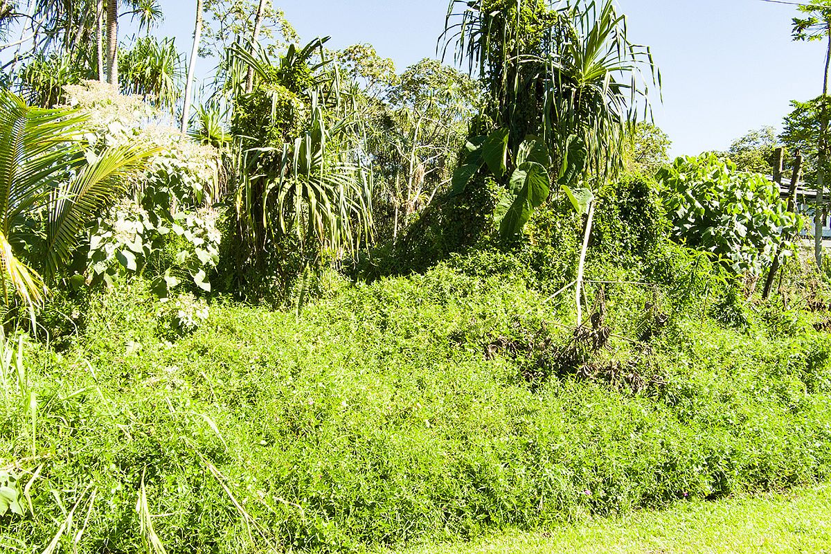 1782 Haukeuke St, Pahoa, HI 96778 | Zillow