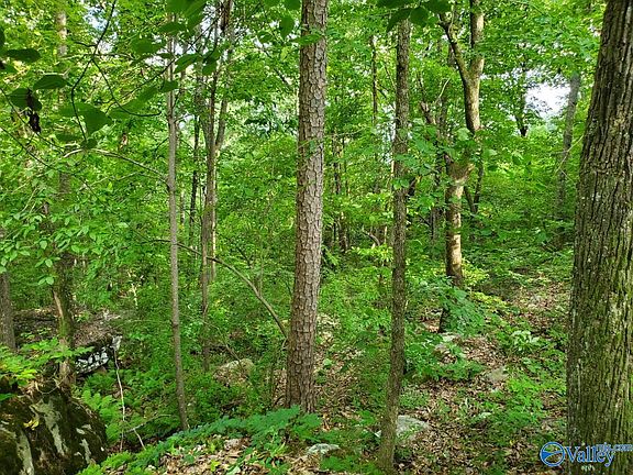 22A County Road 865, Gaylesville, AL 35973 | MLS #1836534 | Zillow