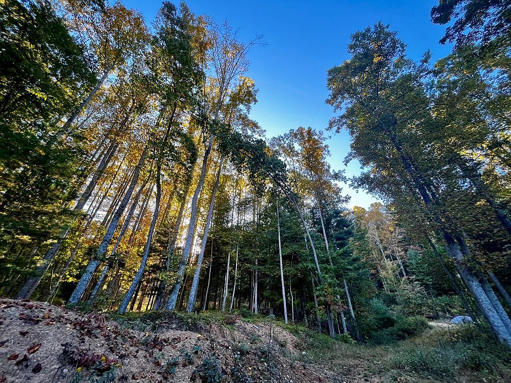 15 Ellison Ridge Rd, Jumping Branch, WV 25969 | Zillow