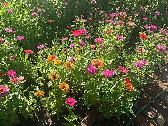 6805 Kermit Ln, Fair Oaks, CA 95628 | Zillow