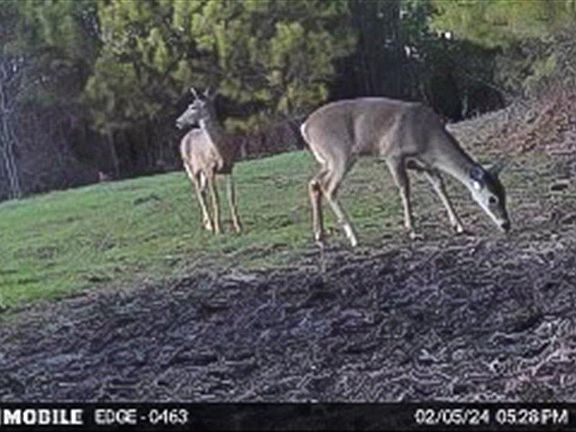 0 County Road 992 11 0 #19-01-006.000, Logan, AL 35098 | Zillow