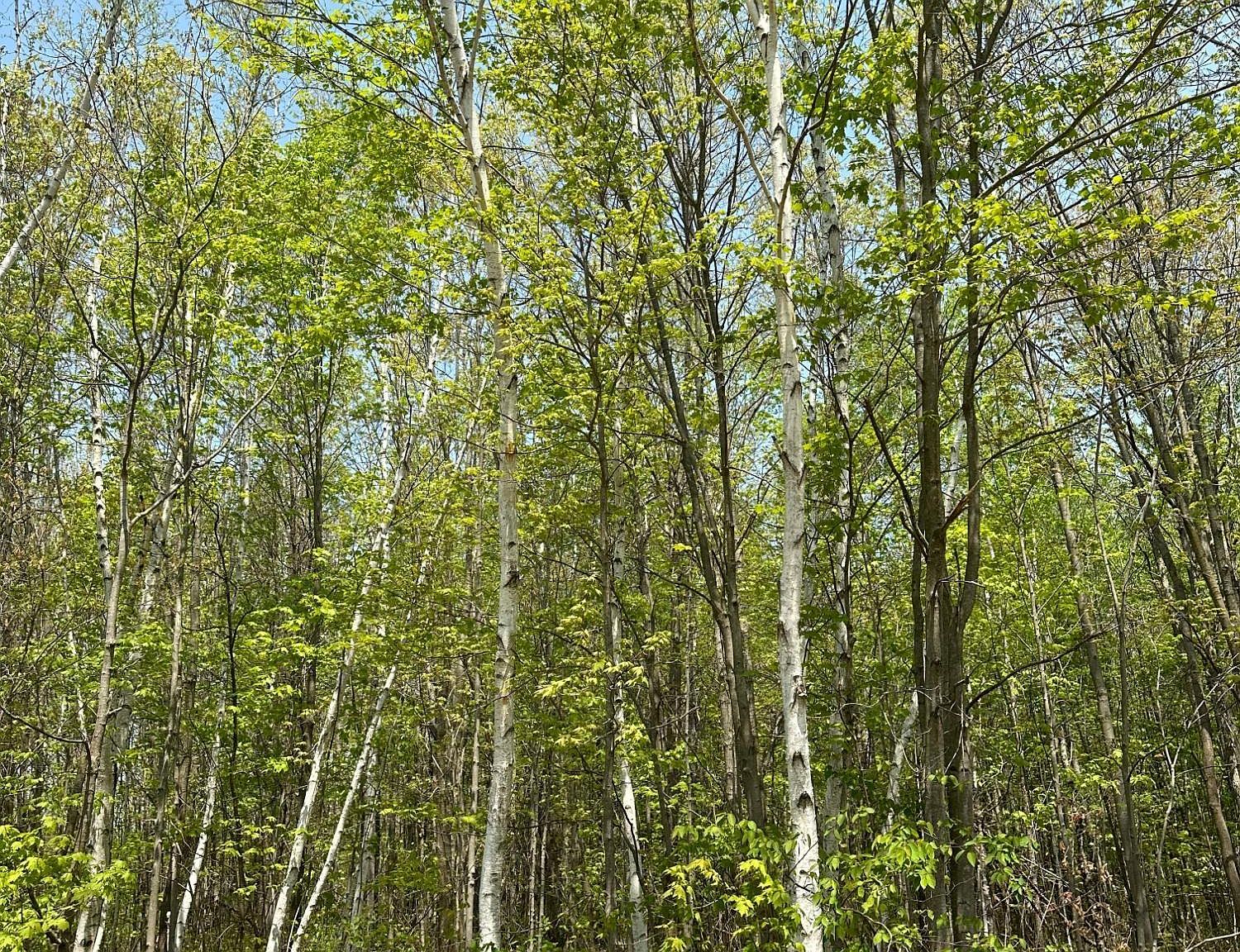 Burrows Lake Rd Lot 13, Tomahawk, WI 54487 | Zillow