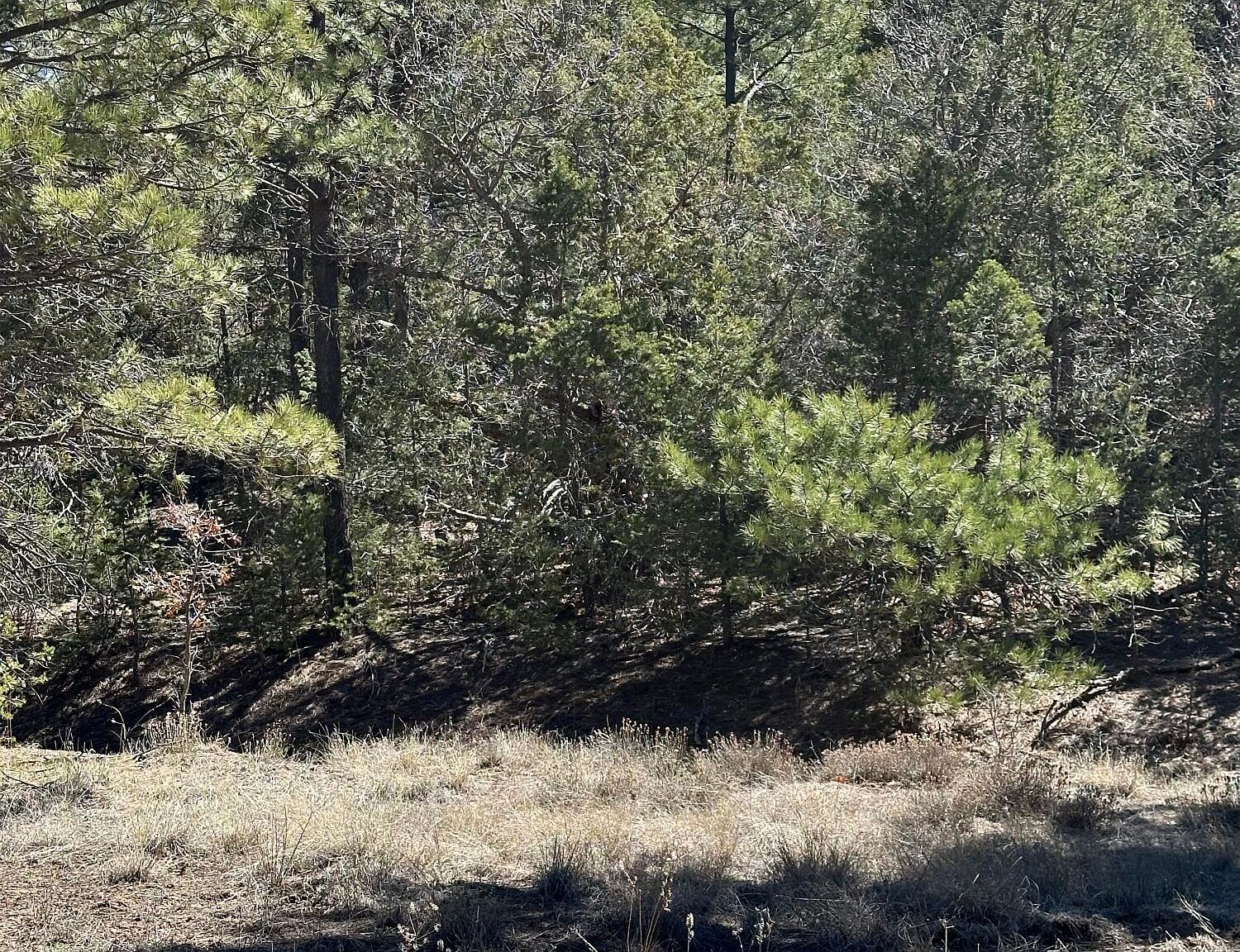 Rossiter, Cedar Crest, NM 87008 | Zillow