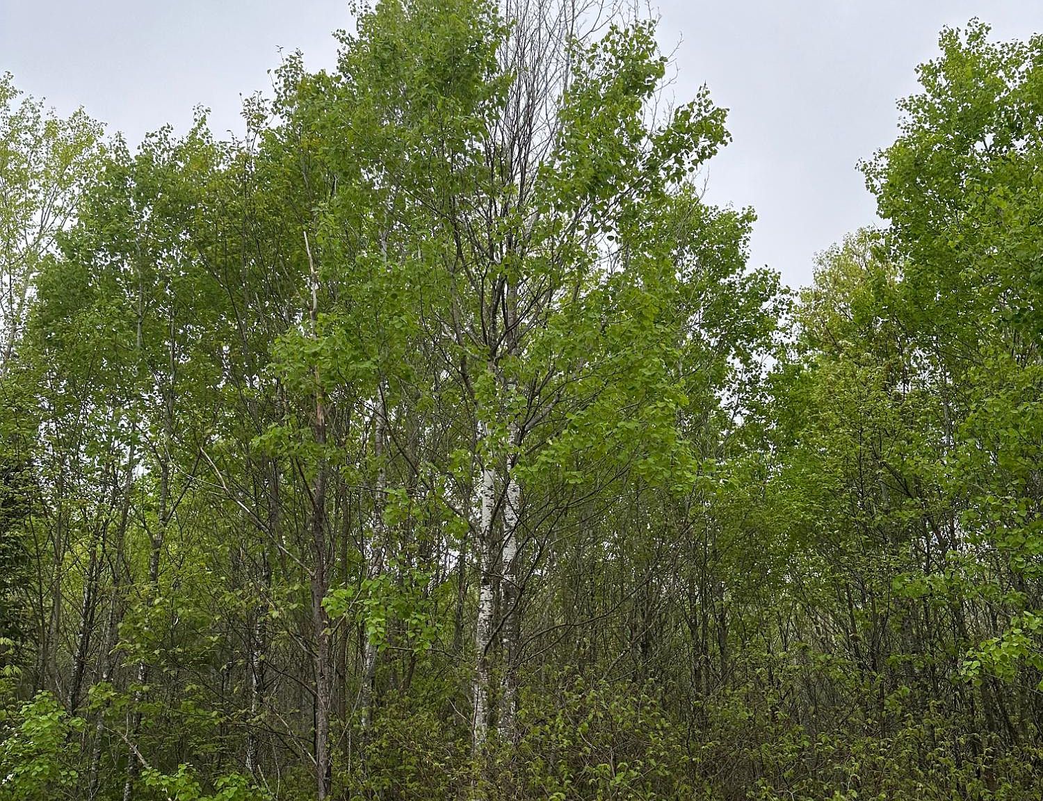 Burrows Lake Rd LOT 10, Tomahawk, WI 54487 | MLS #207540 | Zillow