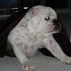 John Racanelli - Home Improvement Professional in Itasca, IL - Reviews ...