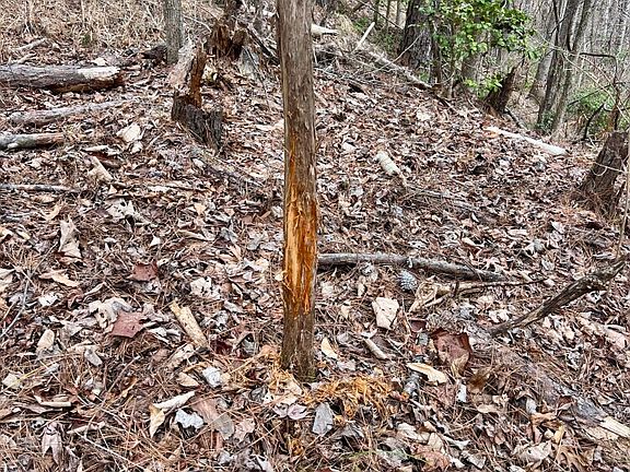 0 County Road 35 W, Lower Peach Tree, AL 36751 | MLS #11407192 | Zillow