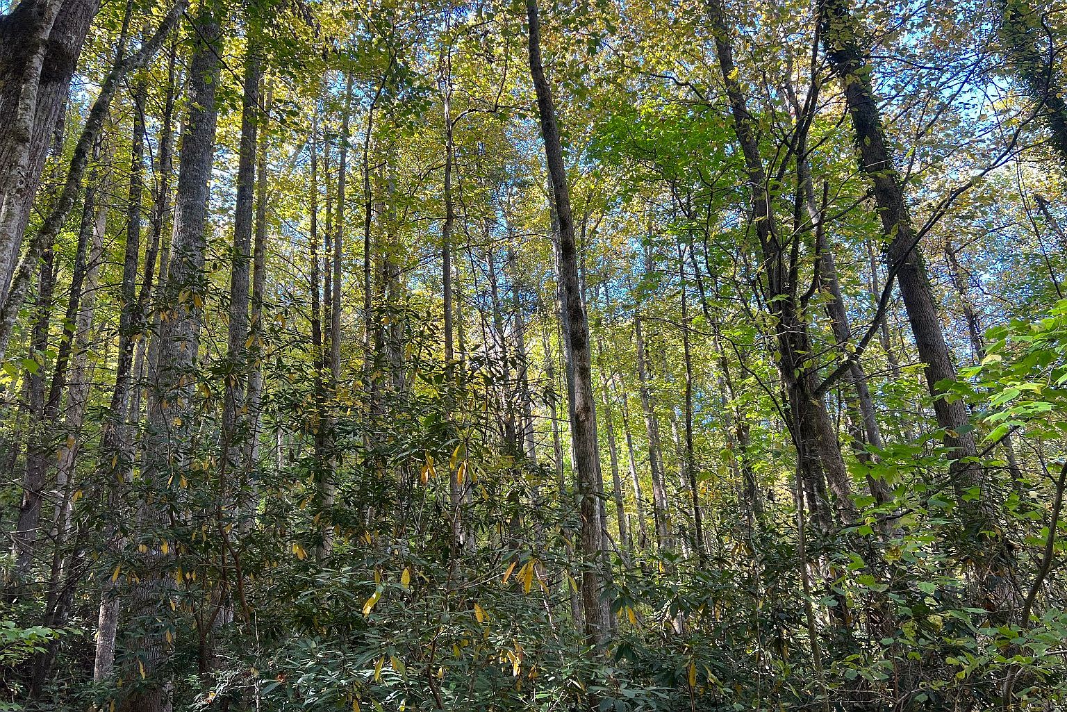 Township Road 1 Tusquittee Rd, Hayesville, NC 28904 | MLS #329674 | Zillow