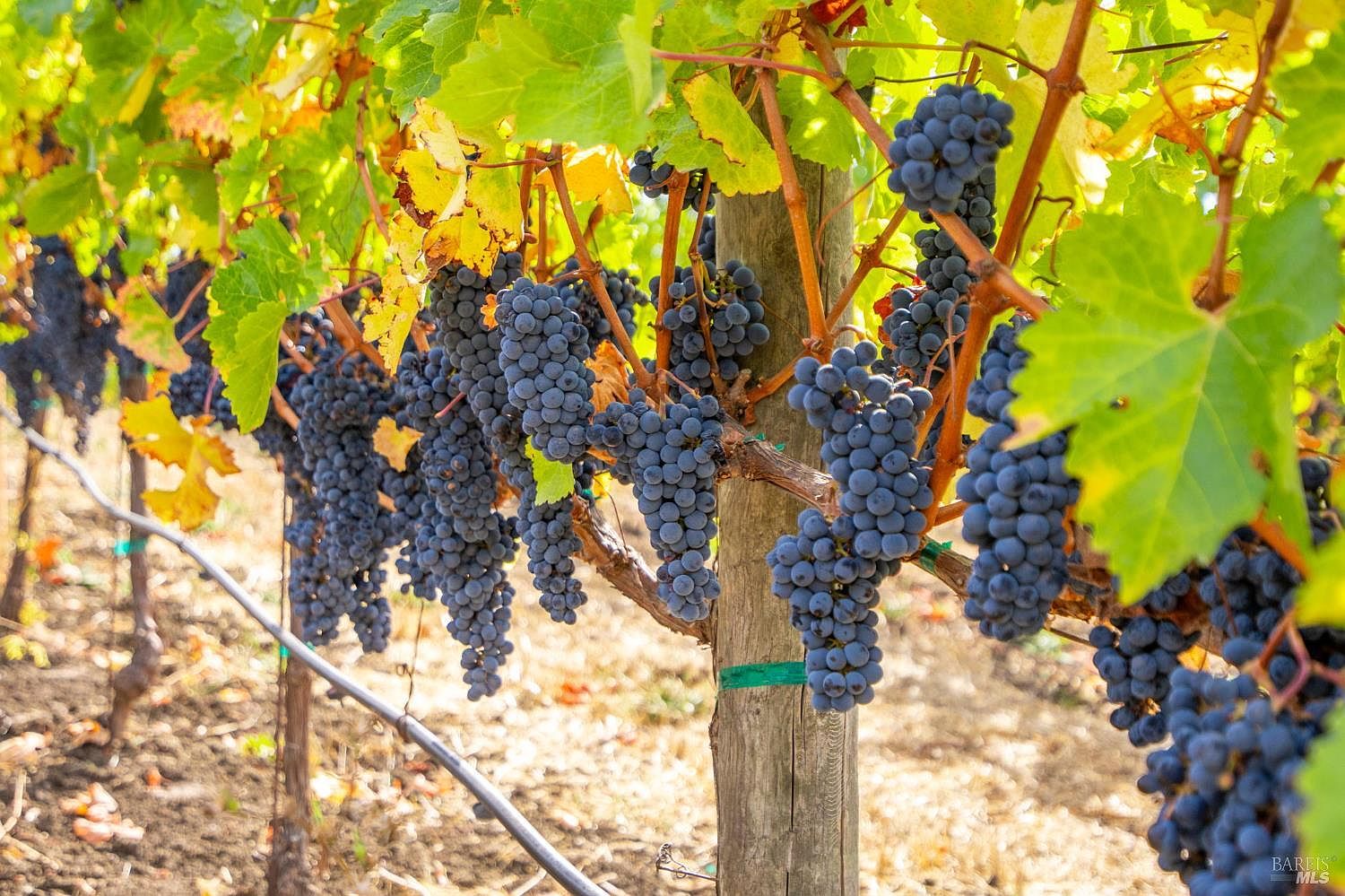 3800 Jameson Canyon Road, Napa, CA 94558 | MLS #325083956 | Zillow