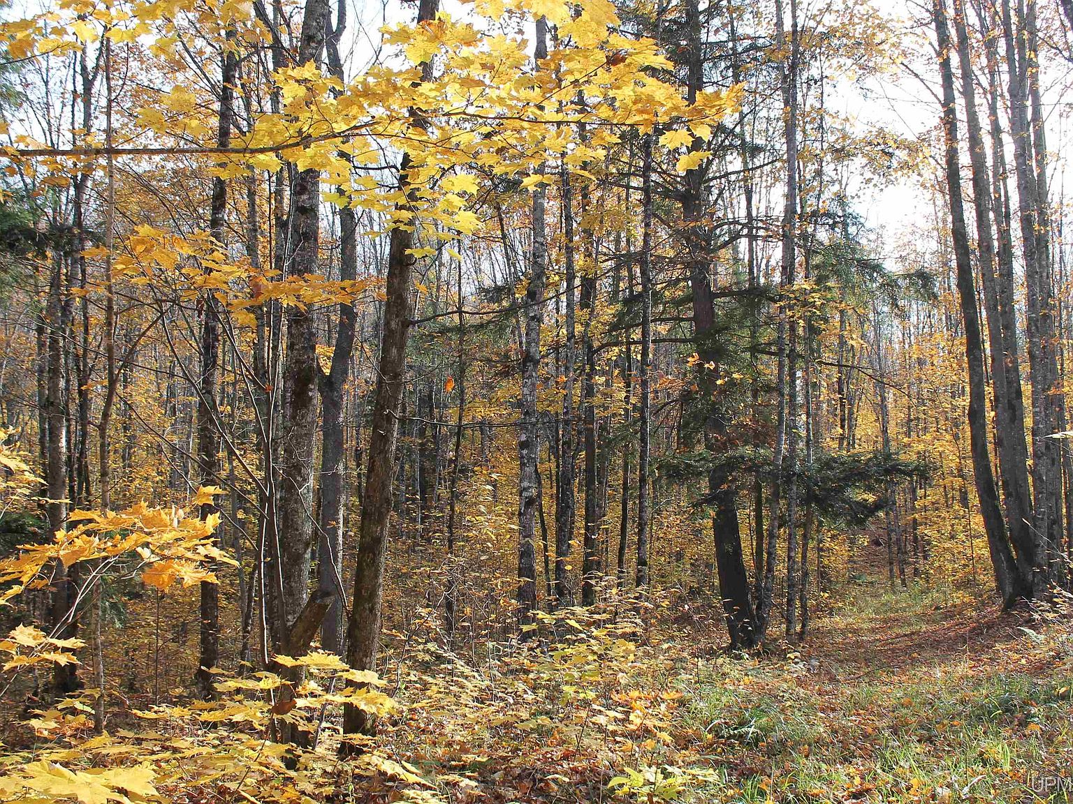 LOT 158 Light Blf, Nisula, MI 49952 | Zillow