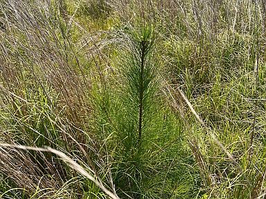 70 Yds South Of County Rd #139, Stephens, AR 71764 | Zillow