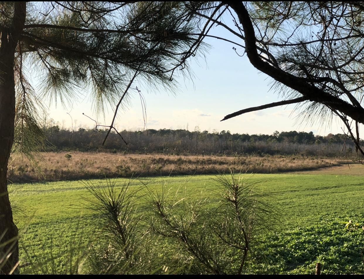 0 F C Cox Rd, Hemingway, SC 29554 | MLS #2304555 | Zillow