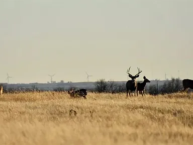 17256 E 800th Rd Durham OK | Zillow