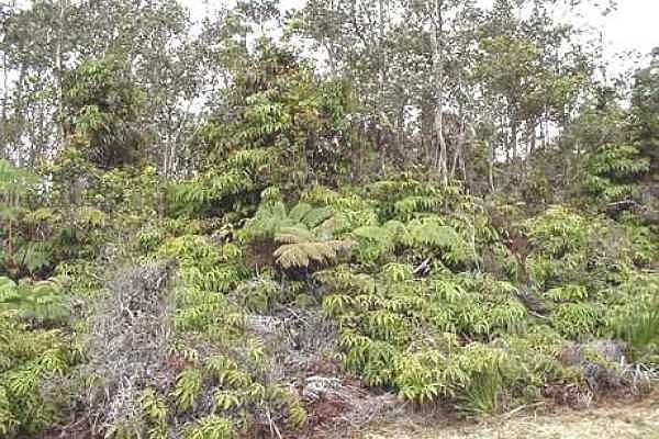 Ruby 3rd, Volcano, HI 96785 | Zillow