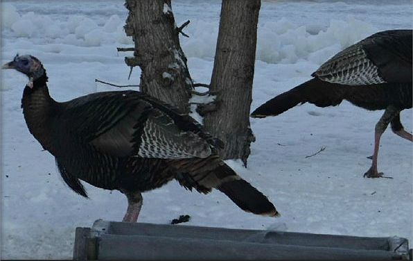 N3944 Little Pete Rd, Black River Falls, WI 54615 | Zillow