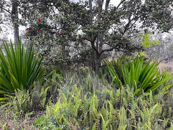 Cocoanut Dr Lot 32, Ocean View, HI 96737 | MLS #730427 | Zillow