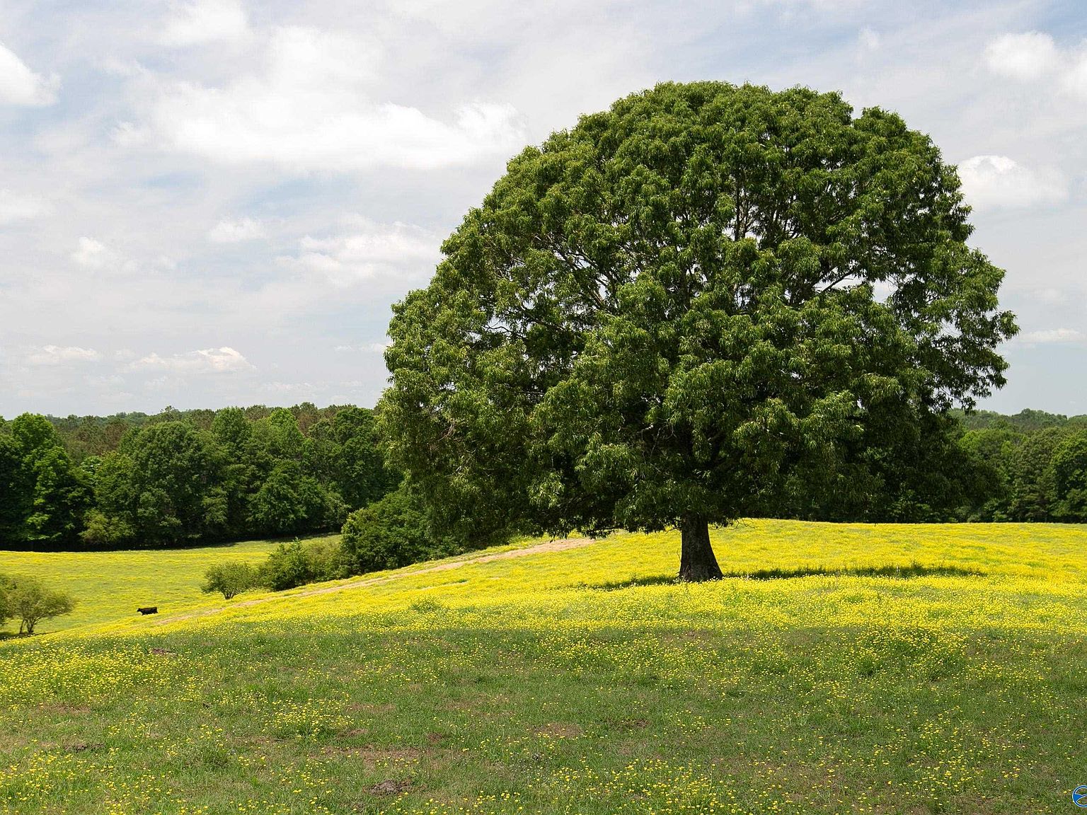 County Road 974, Logan, AL 35098 | MLS #21860871 | Zillow