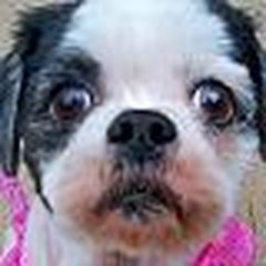 Eric Pinter - Property Management in Little Rock, AR | Zillow