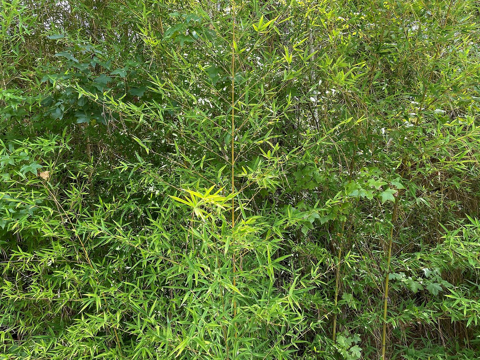 201 Caroline St, Rusk, TX 75785 | Zillow