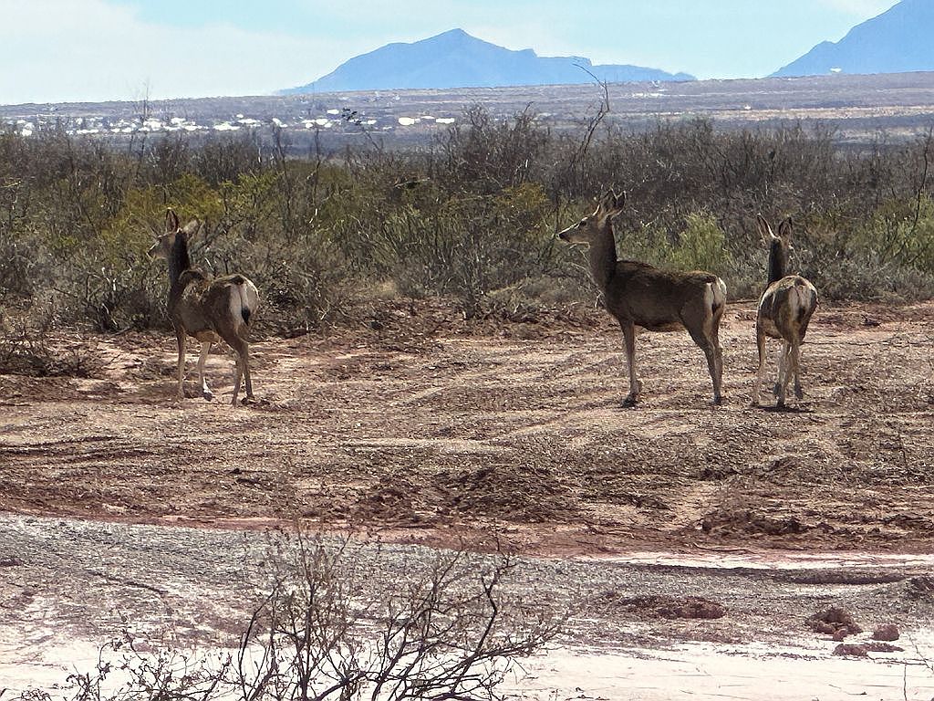 0 W Oldsmobile Dr, Bisbee, AZ 85603 | Zillow