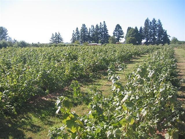 40385 Queener Dr, Scio, OR 97374 | Zillow