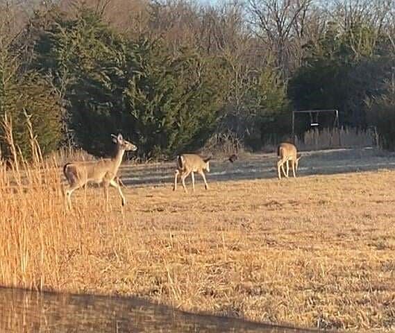 County Road 4423, Commerce, TX 75428 | MLS #20815565 | Zillow