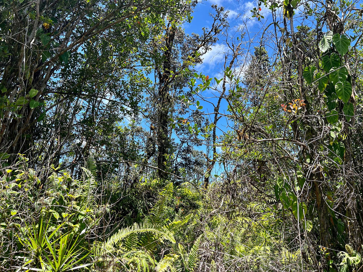 3343-3345 Road 3, Kurtistown, HI 96760 | MLS #713278 | Zillow