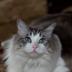 Kenneth Blank - Real Estate Agent in Asheville, NC - Reviews | Zillow