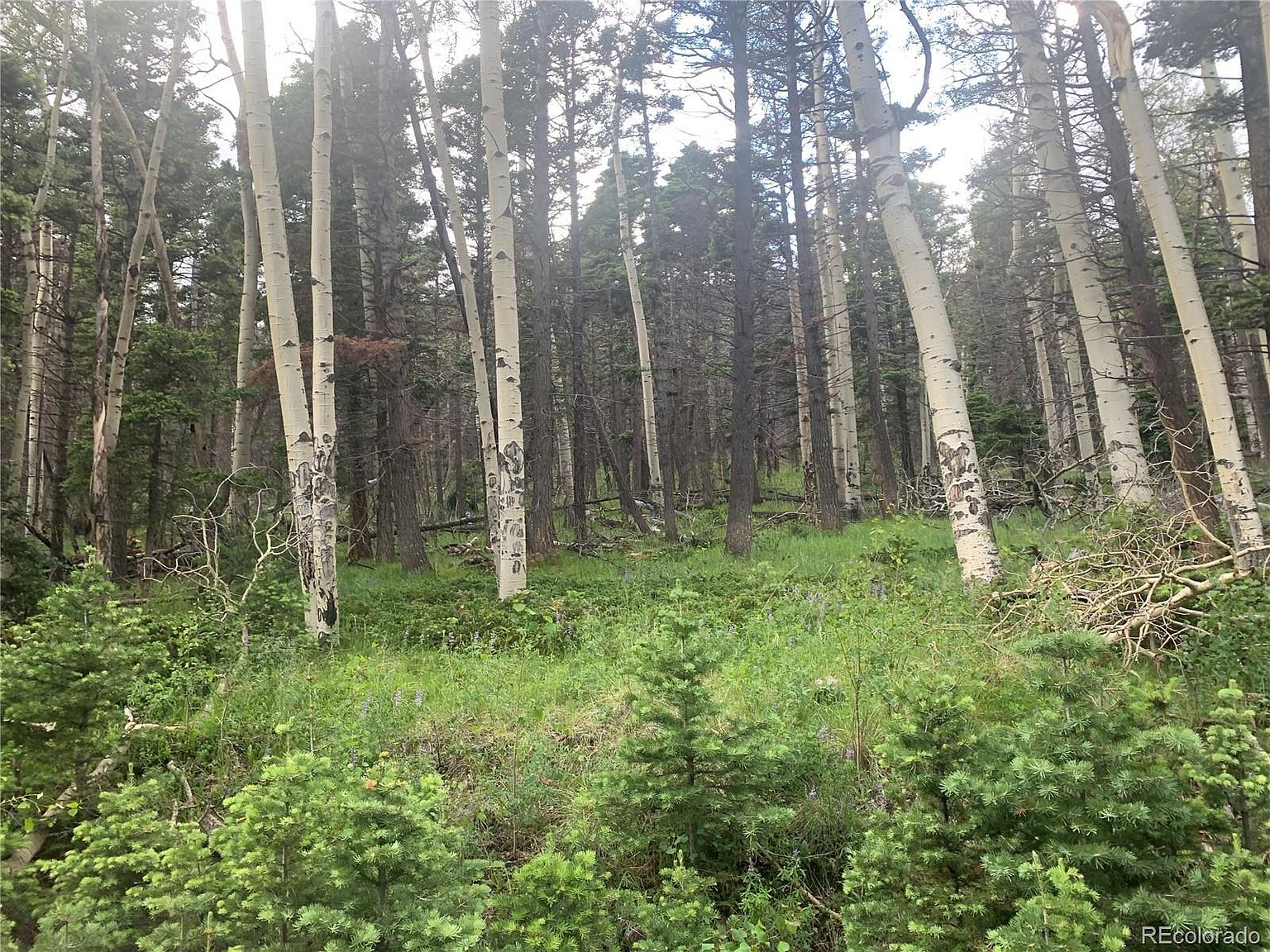 2952 LARRY Place LOT 2952, Fort Garland, CO 81133 | MLS #6831630 | Zillow